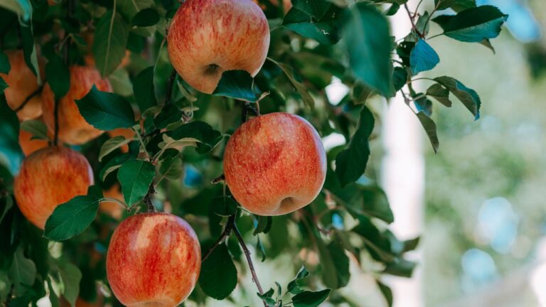 10 Fruits for Energy to Beat Fatigue and Boost Vitality