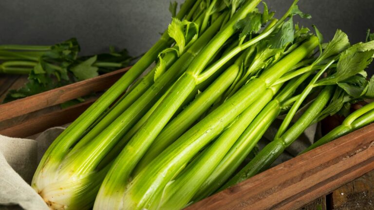 Celery: Health Benefits, Nutrition, Risks and Uses