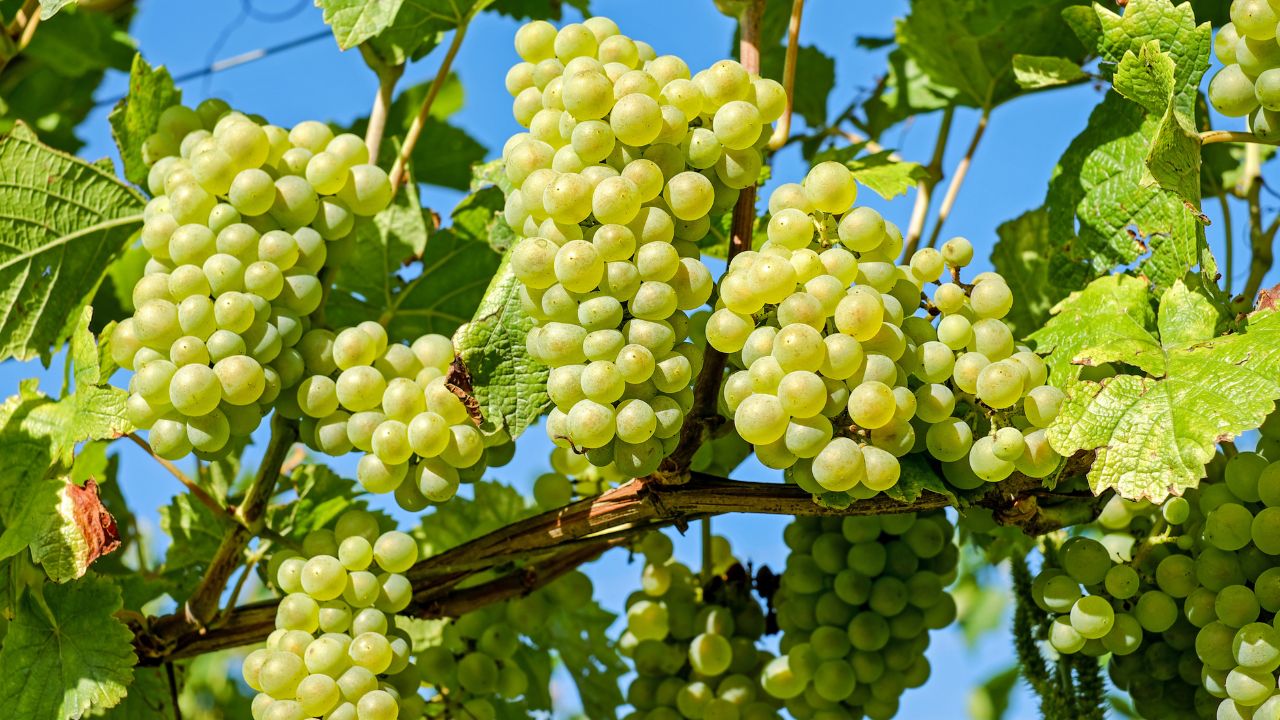 Grapes: Why Are They Super Nutritious?