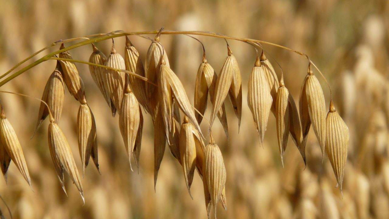 Oats and Oatmeal: Health Benefits, Types, Sources