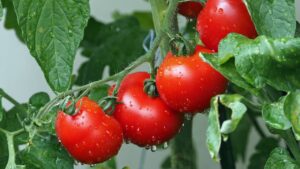 10 Must-Have Fruits and Vegetables to Eat Daily