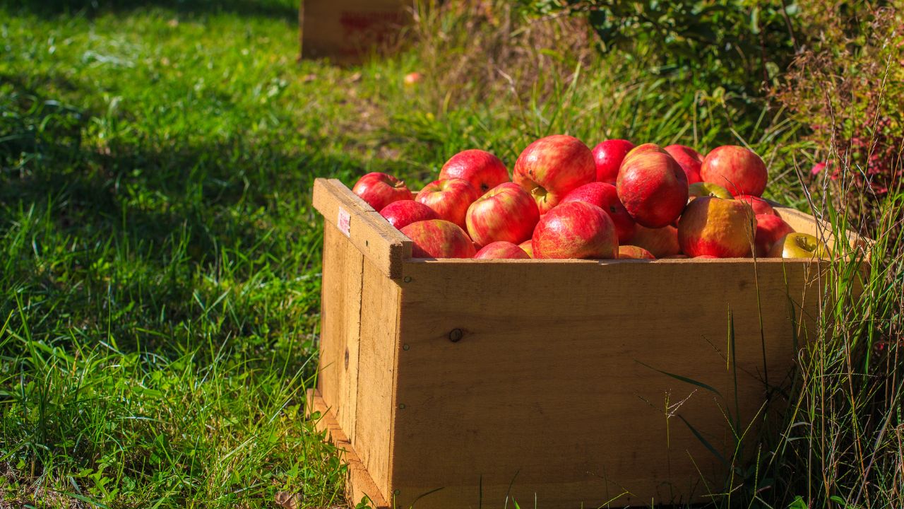 10 Fruits for Glowing Skin