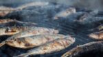 Sardines: A Delicious and Nutritious Food Source