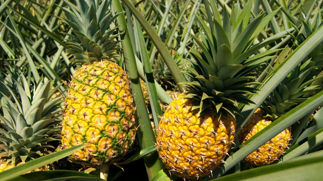 Pineapple: Nutrition, Benefits, and More
