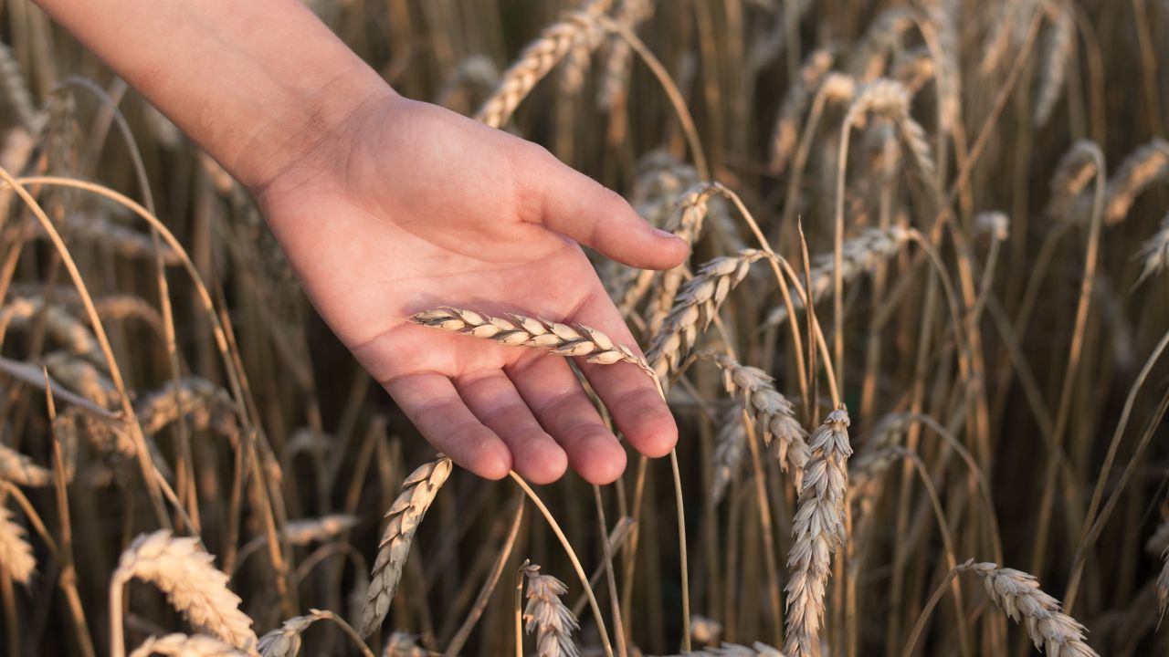 Spelt: Nutrition, Health Benefits, and Uses